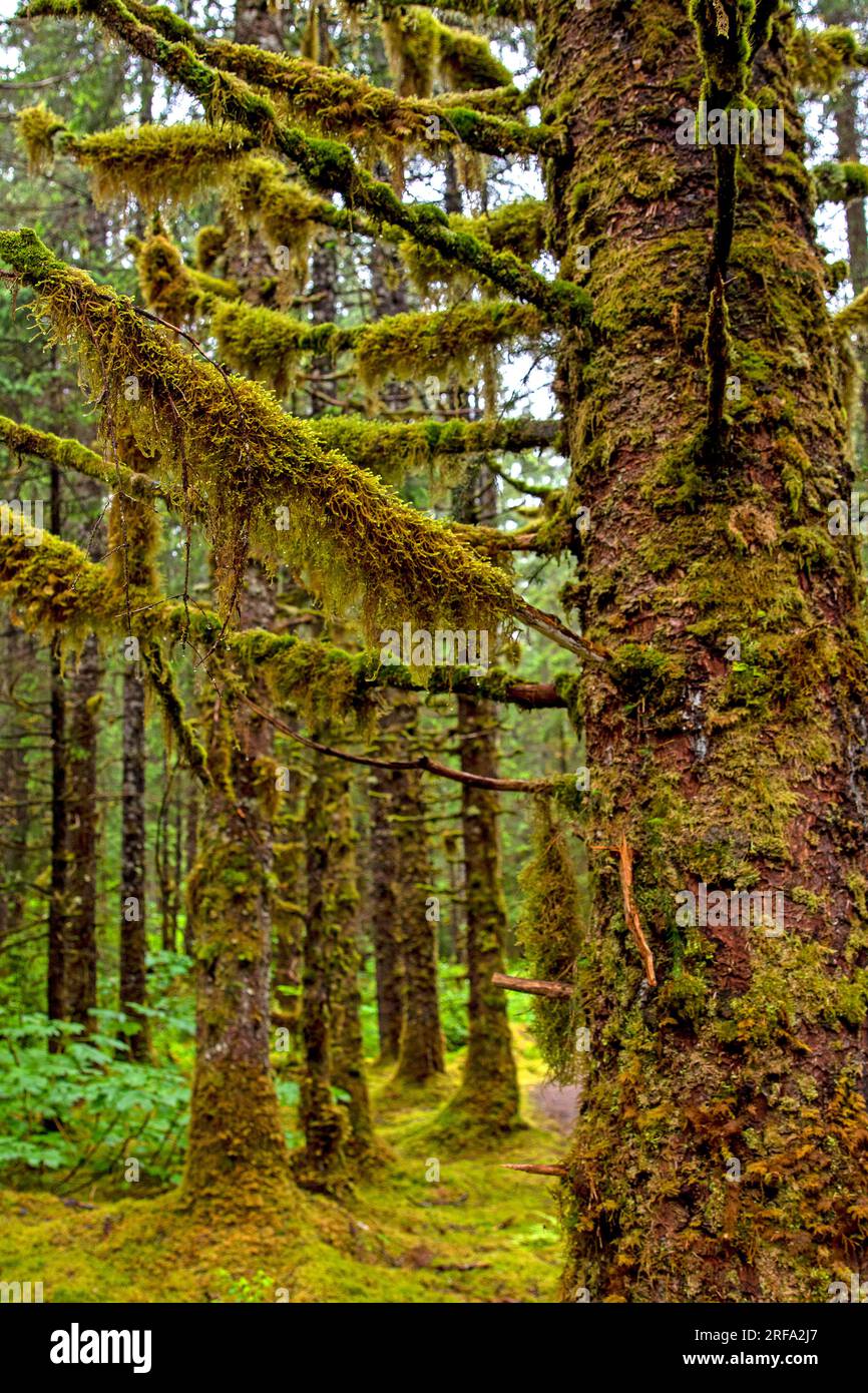 Moss-covered spruce forest at Mendenhall Glacier Stock Photo - Alamy