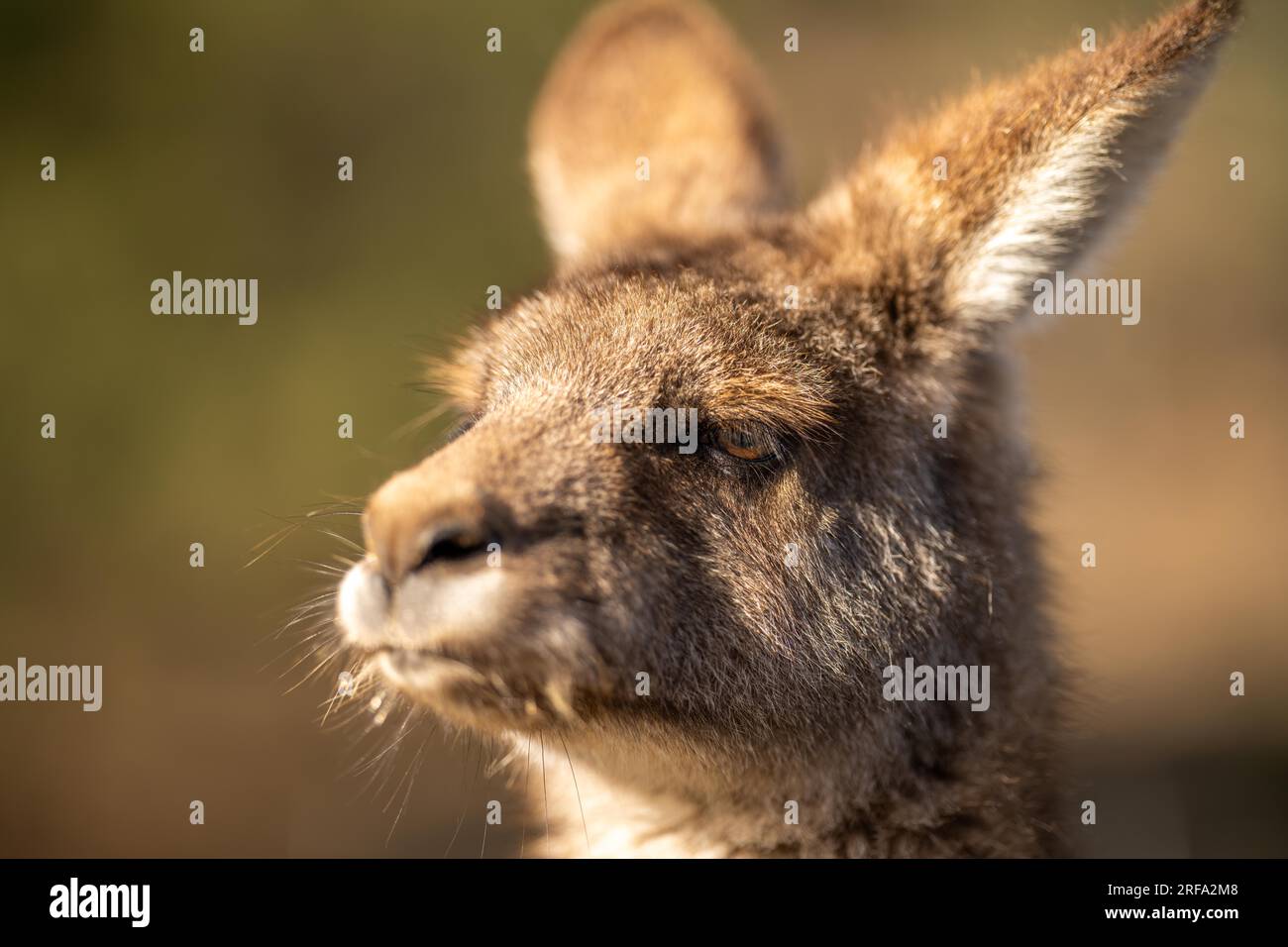 close up of a Beautiful kangaroo in the nsw Australian bush. Australian ...