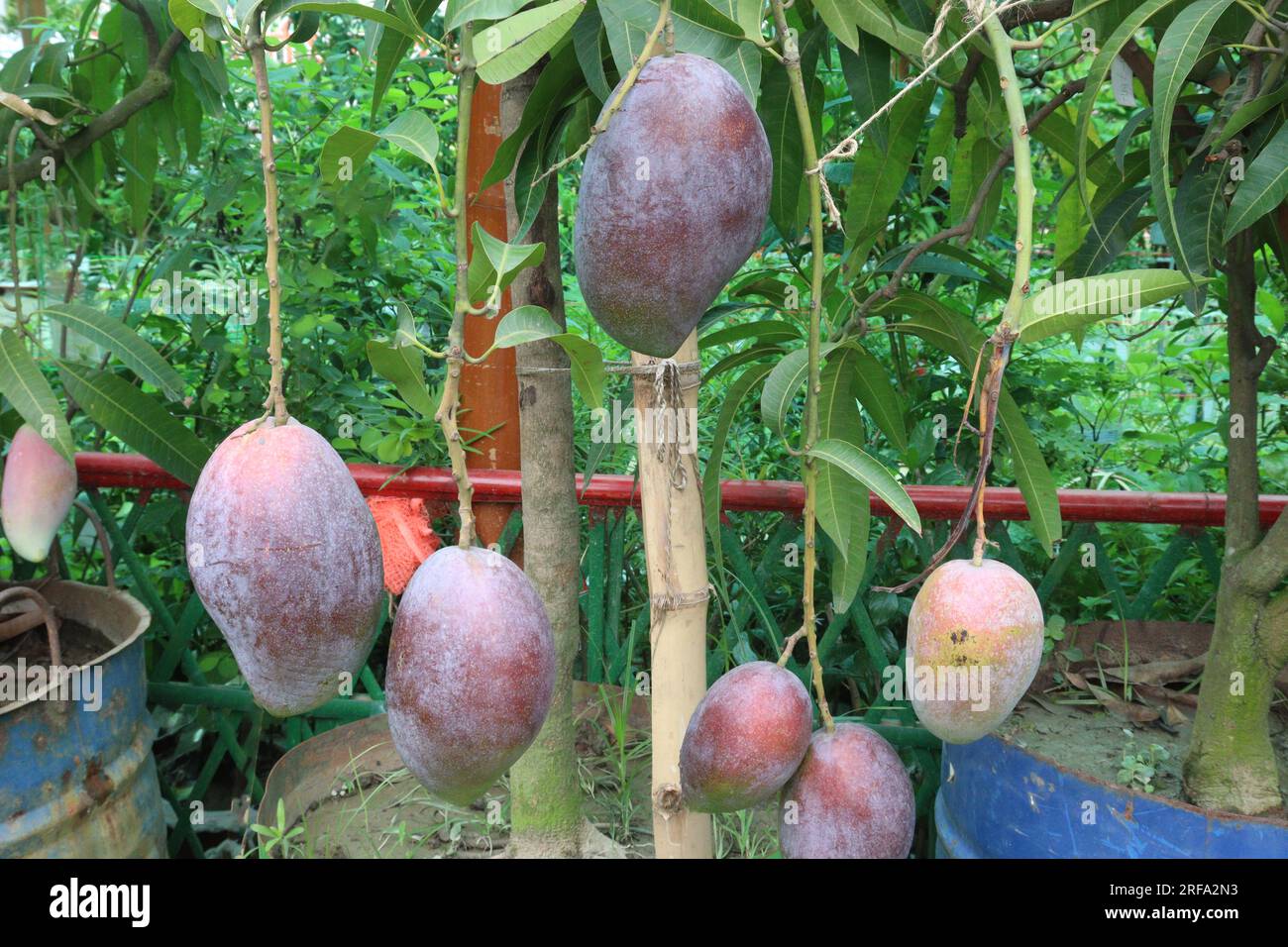 Red ivory mango hi-res stock photography and images - Alamy