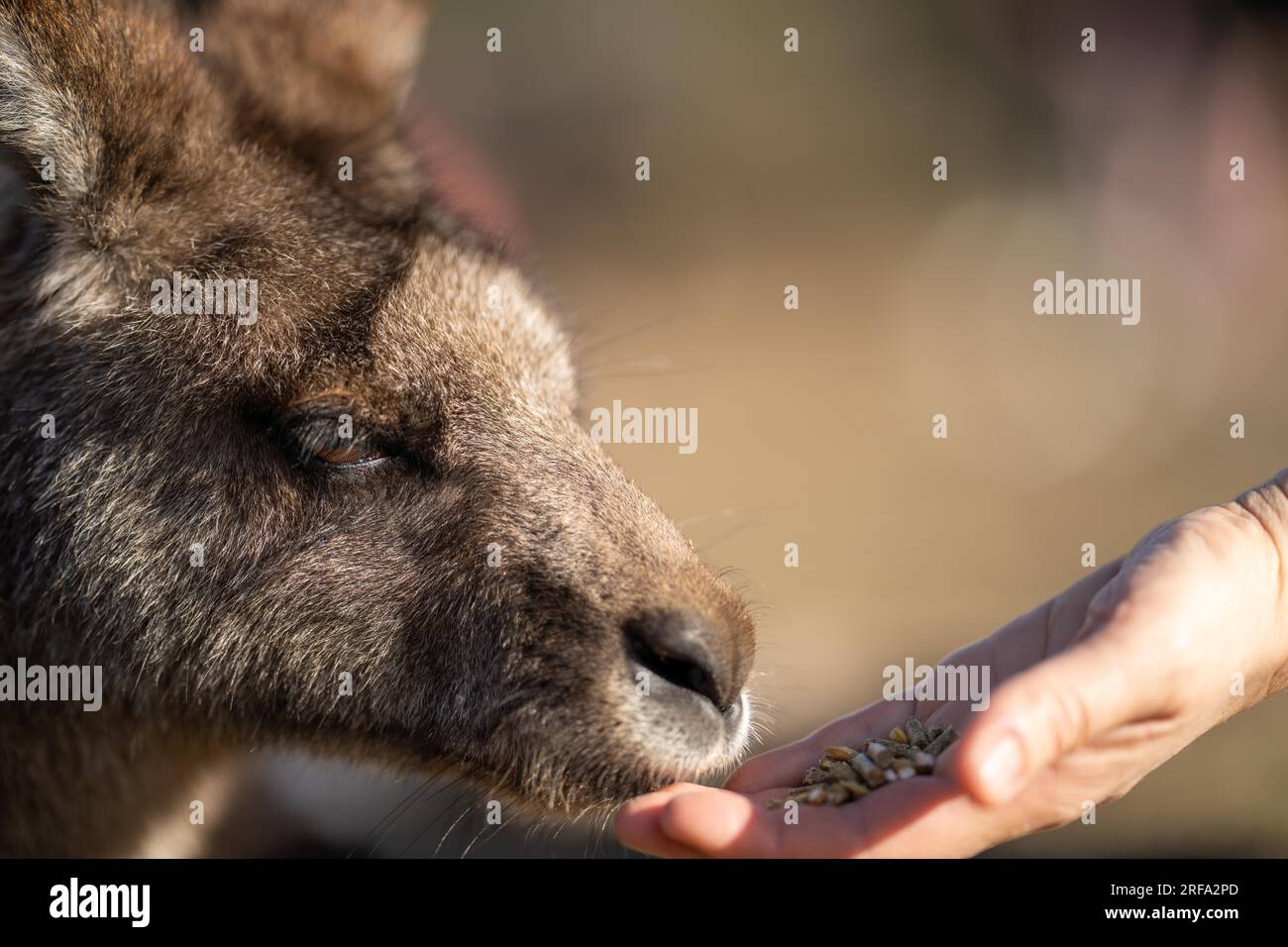 touriest close up of hand feeding kangaroo in a national park in ...