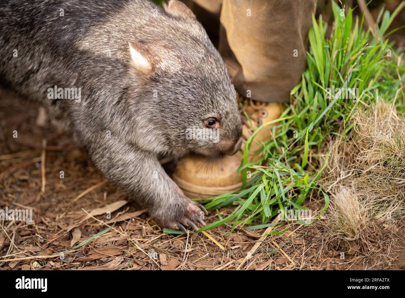 Beautiful wombat in the Australian bush, in a tasmanian park ...