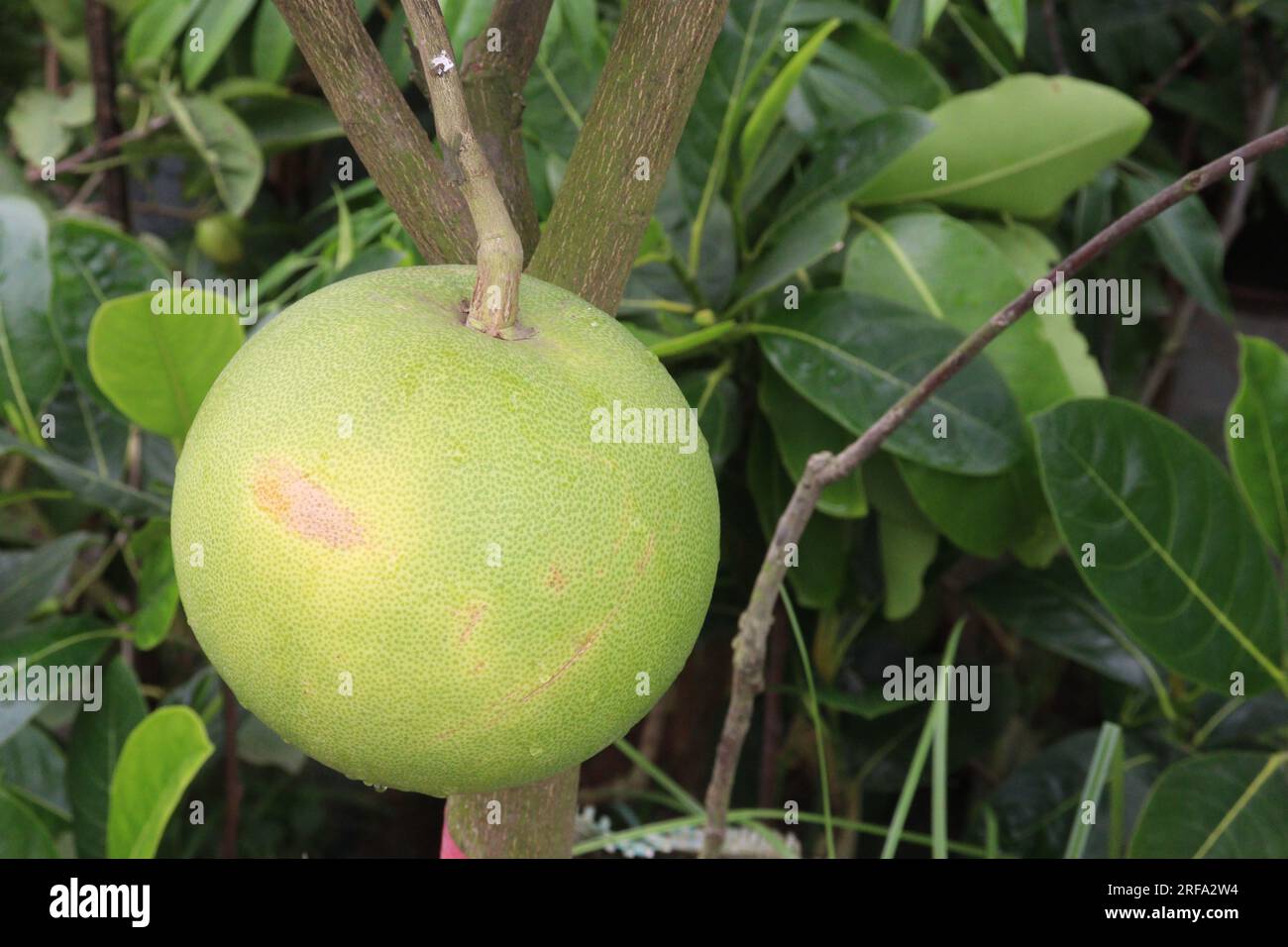 Pomelo on tree in farm for harvest are cash crops Stock Photo - Alamy