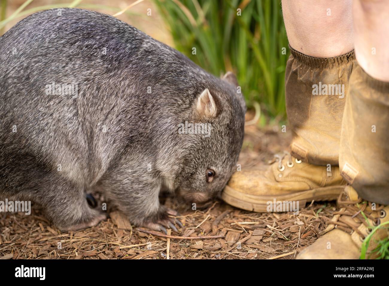 Beautiful wombat in the Australian bush, in a tasmanian park ...
