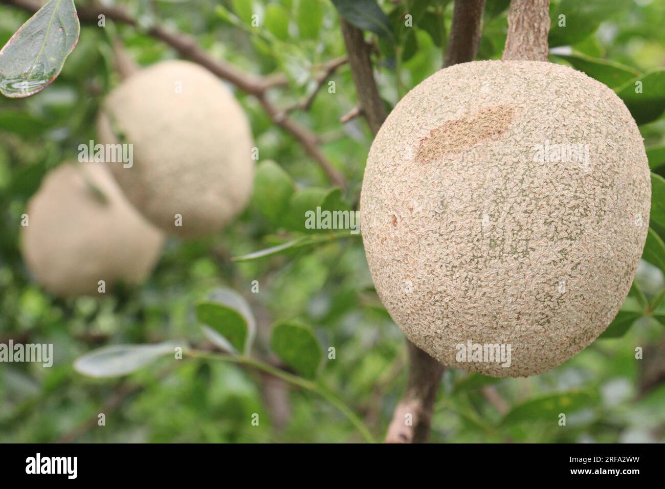 Apple farm india hi-res stock photography and images - Alamy