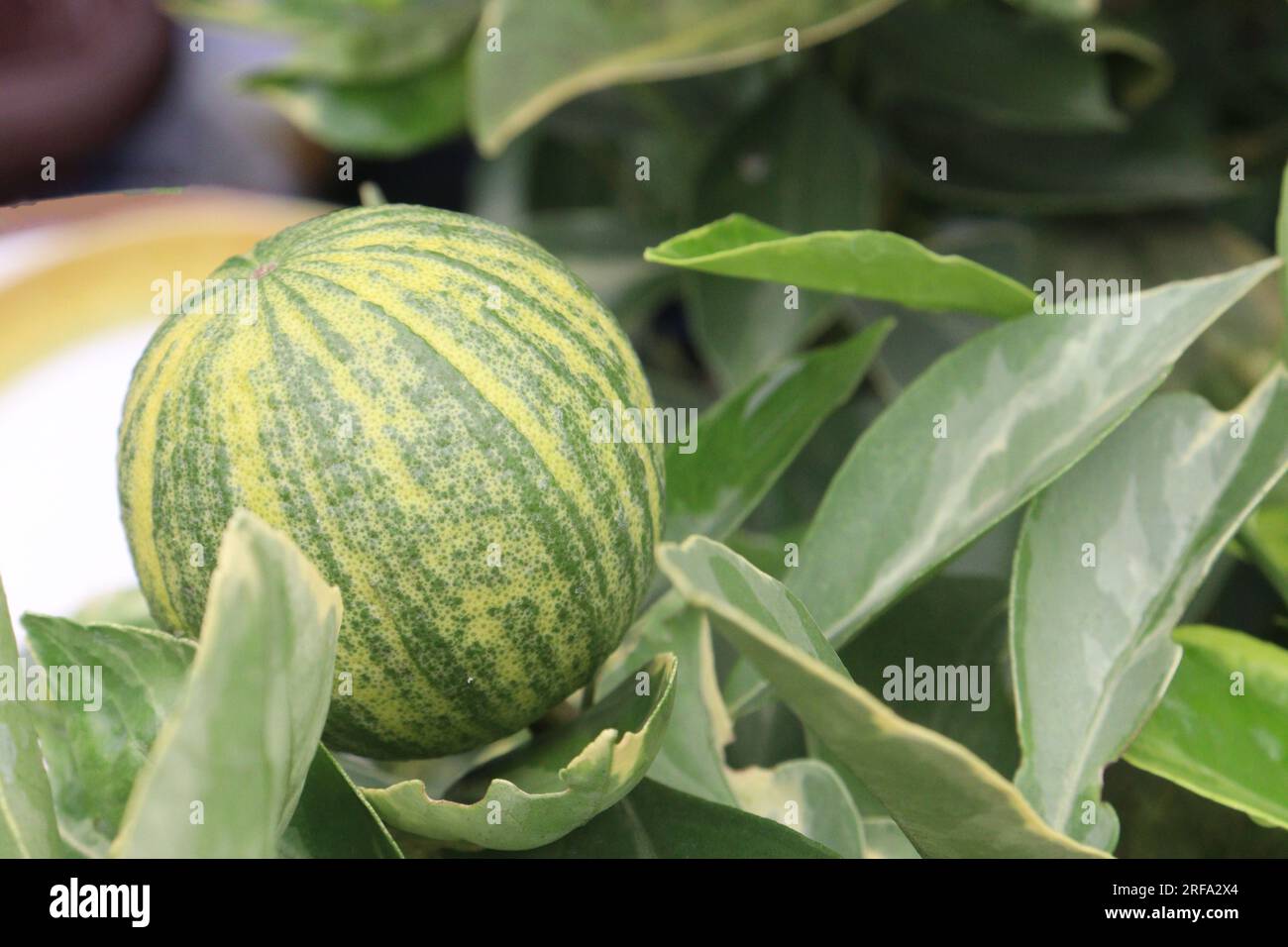 Variegated pink lemon fruit on tree in farm for harvest are cash crops ...