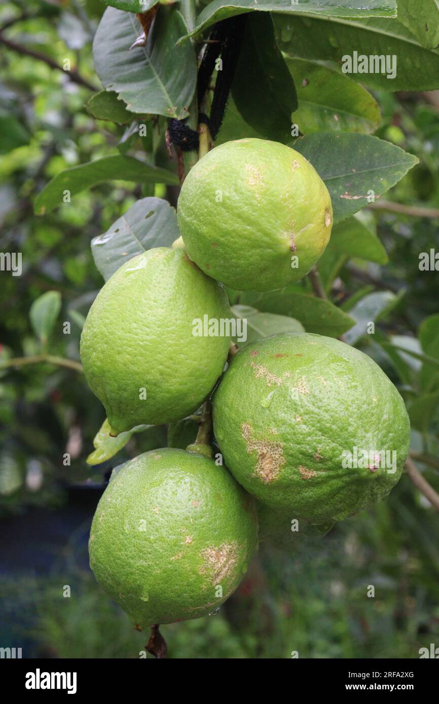 Botanical drawing antique crops hi-res stock photography and images - Alamy