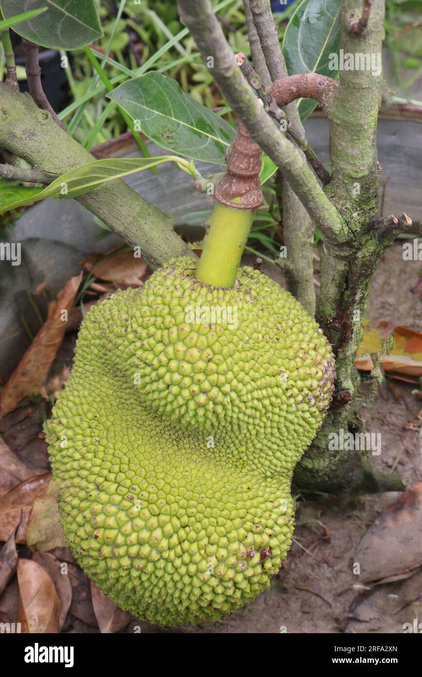 jackfruit on tree in farm for harvest are cash crops Stock Photo - Alamy