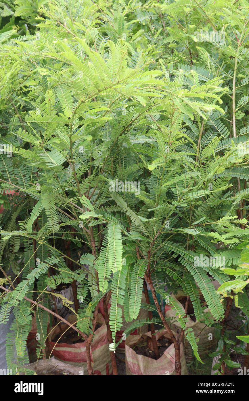 Amla gooseberry tree plant in farm for harvest are cash crops Stock ...