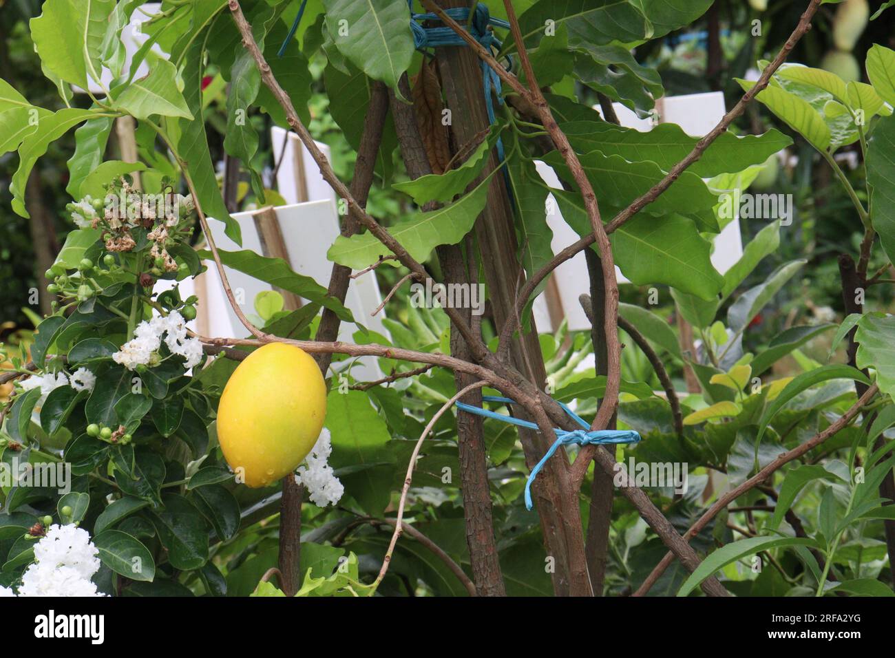 tasty and healthy Pouteria caimito fruit on tree in farm for harvest ...