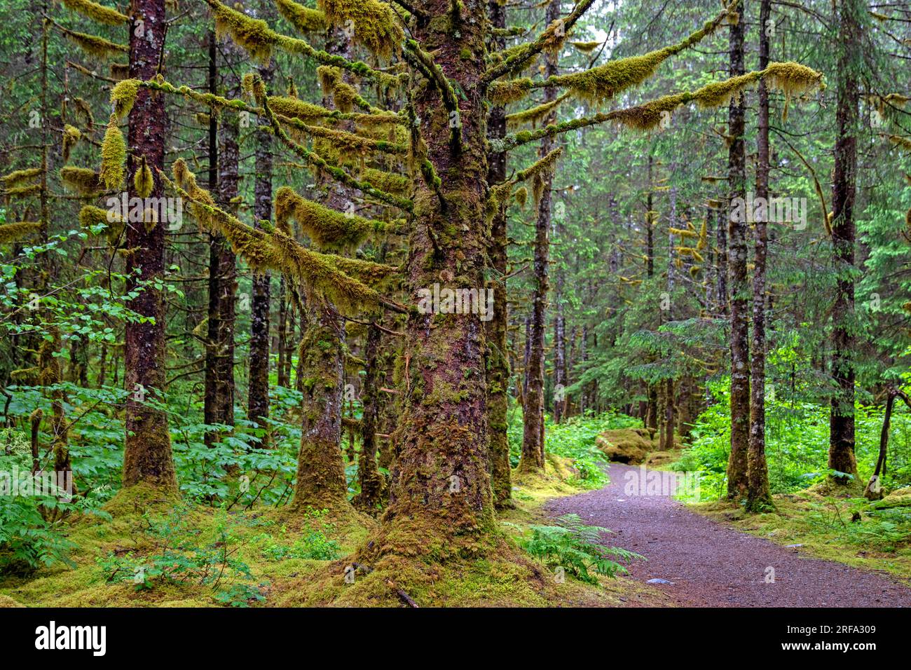 Trail through moss-covered spruce forest at Mendenhall Glacier Stock ...