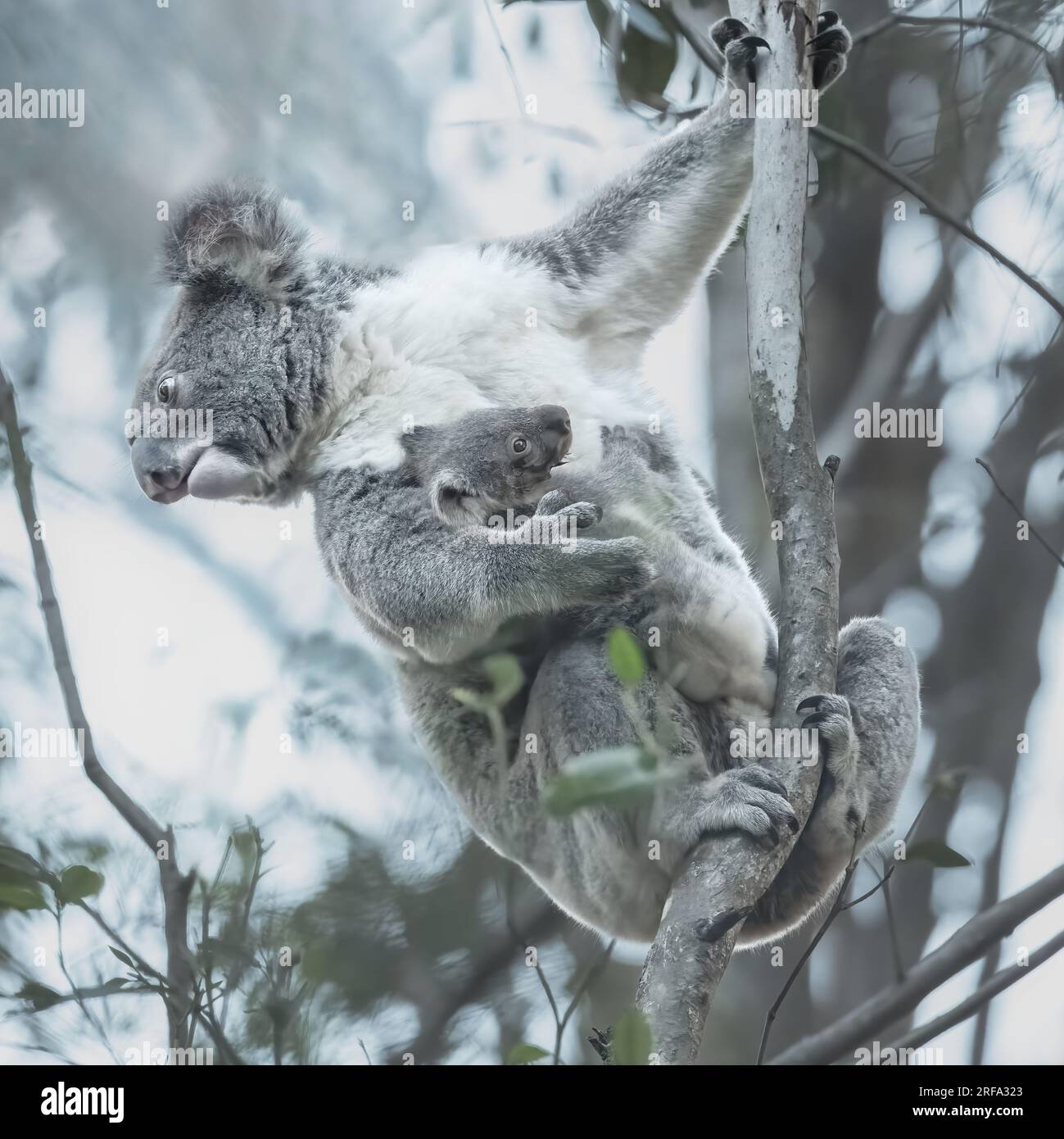 The koala is the quintessential Australian animal, known globally and ...