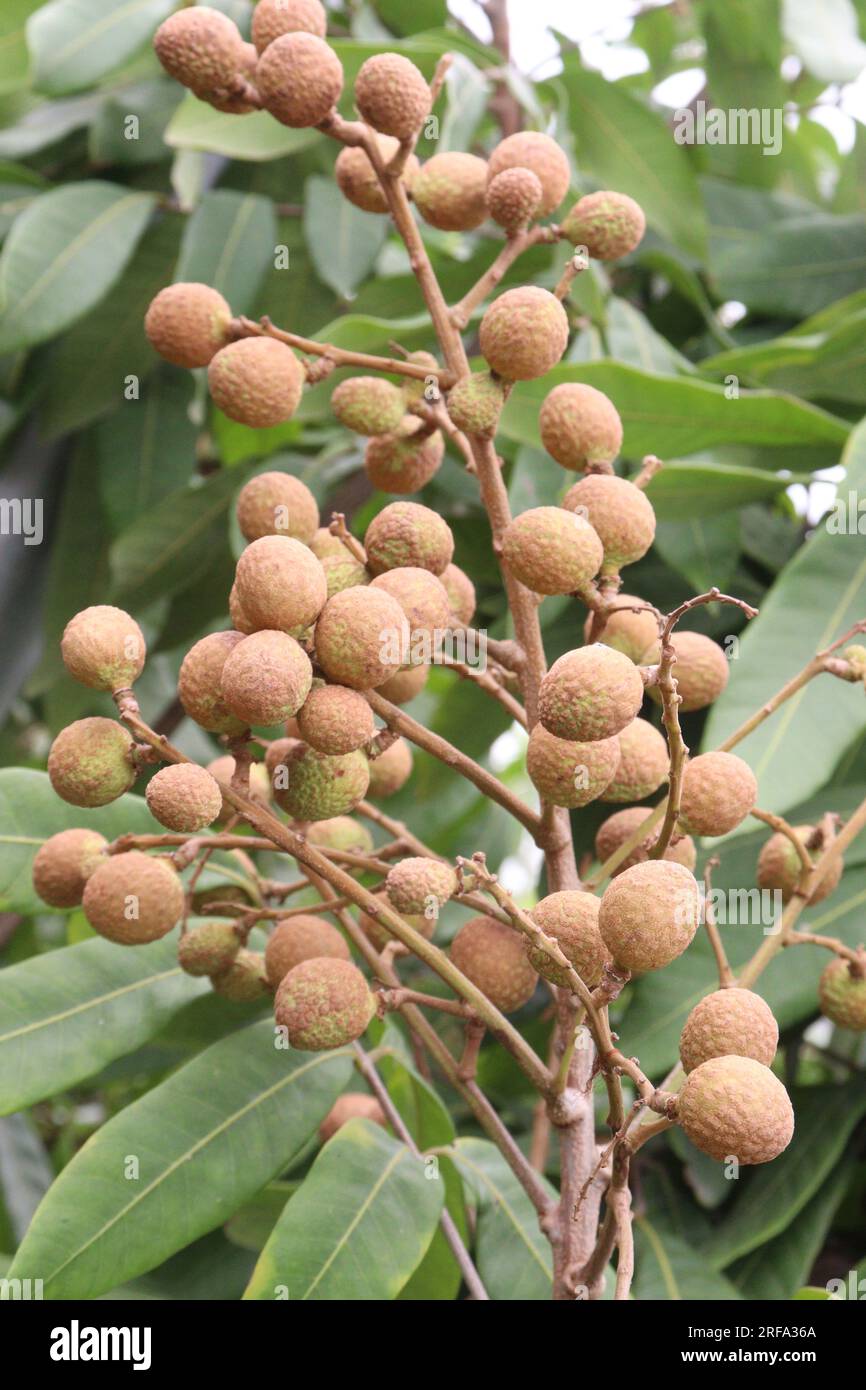 Young longan fruit dimocarpus hi-res stock photography and images - Alamy