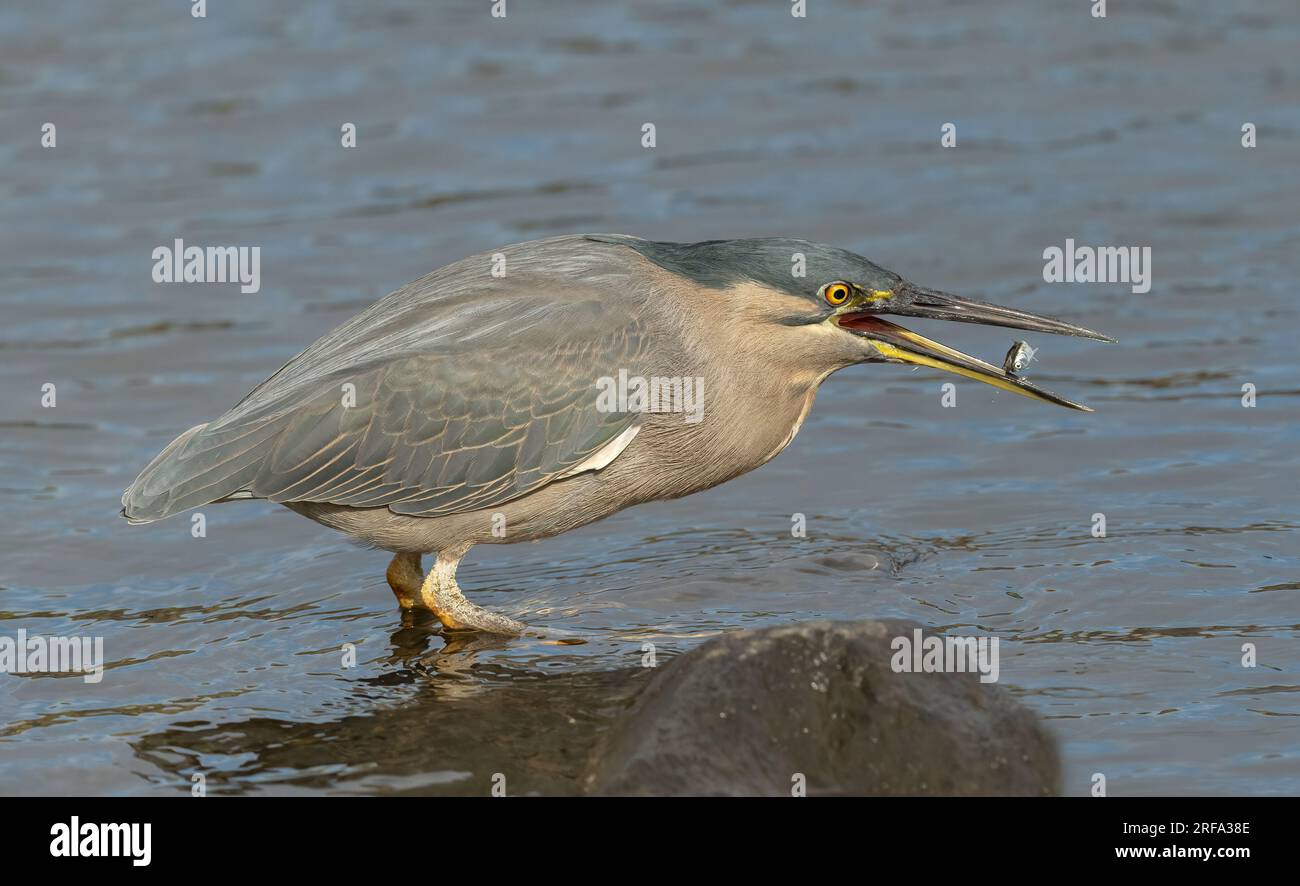Striated Heron(Butorides striatus) A very widespread small heron ...