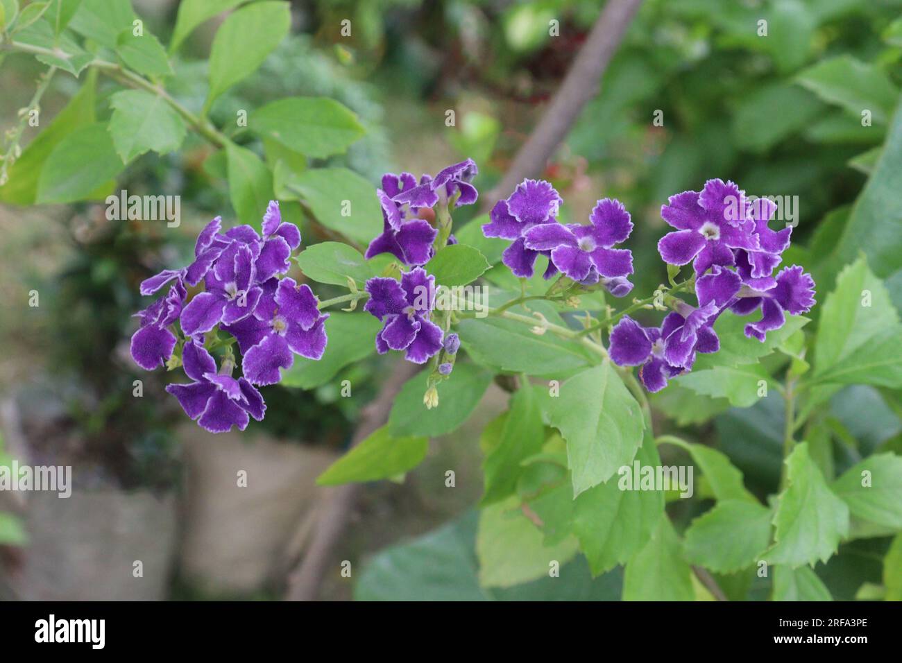 Duranta erecta flower on tree in farm for harvest are cash crops Stock ...