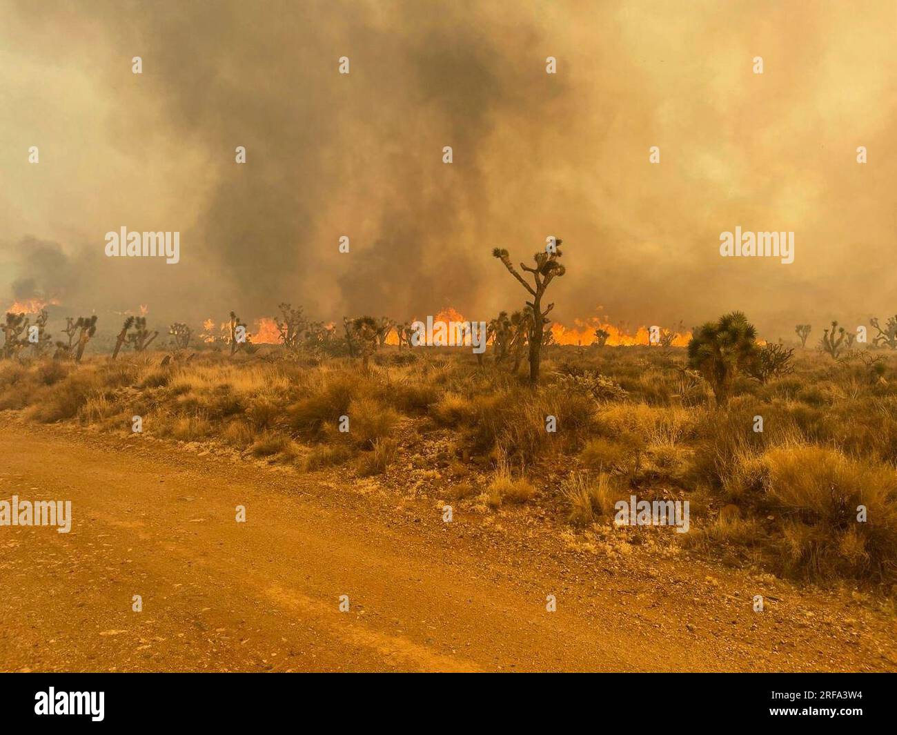 The York Fire burns in the Mojave National Preserve on July 29, 2023 ...