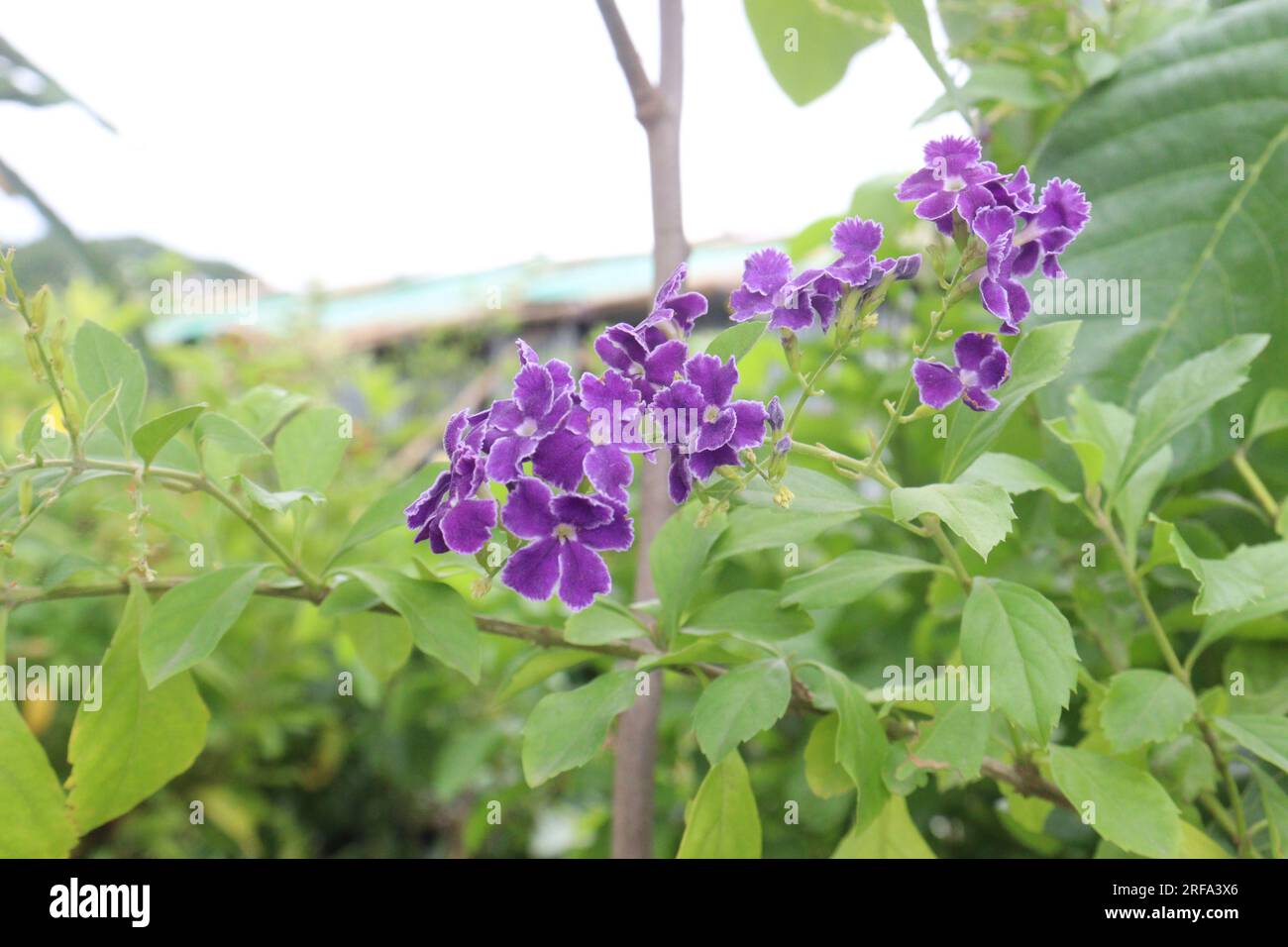 Duranta erecta flower on tree in farm for harvest are cash crops Stock ...