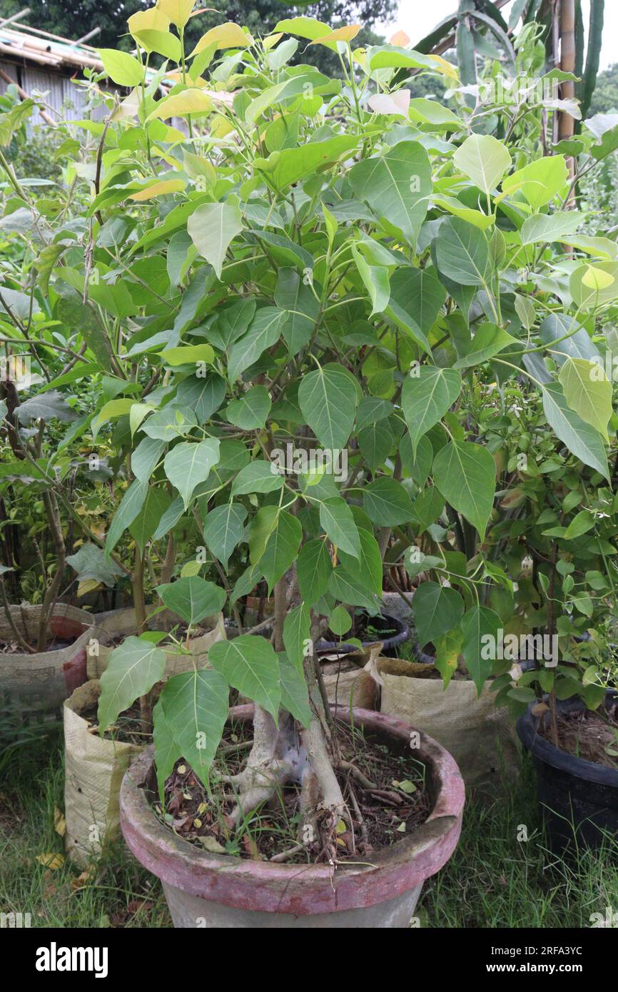 Buttress stem tree hi-res stock photography and images - Alamy