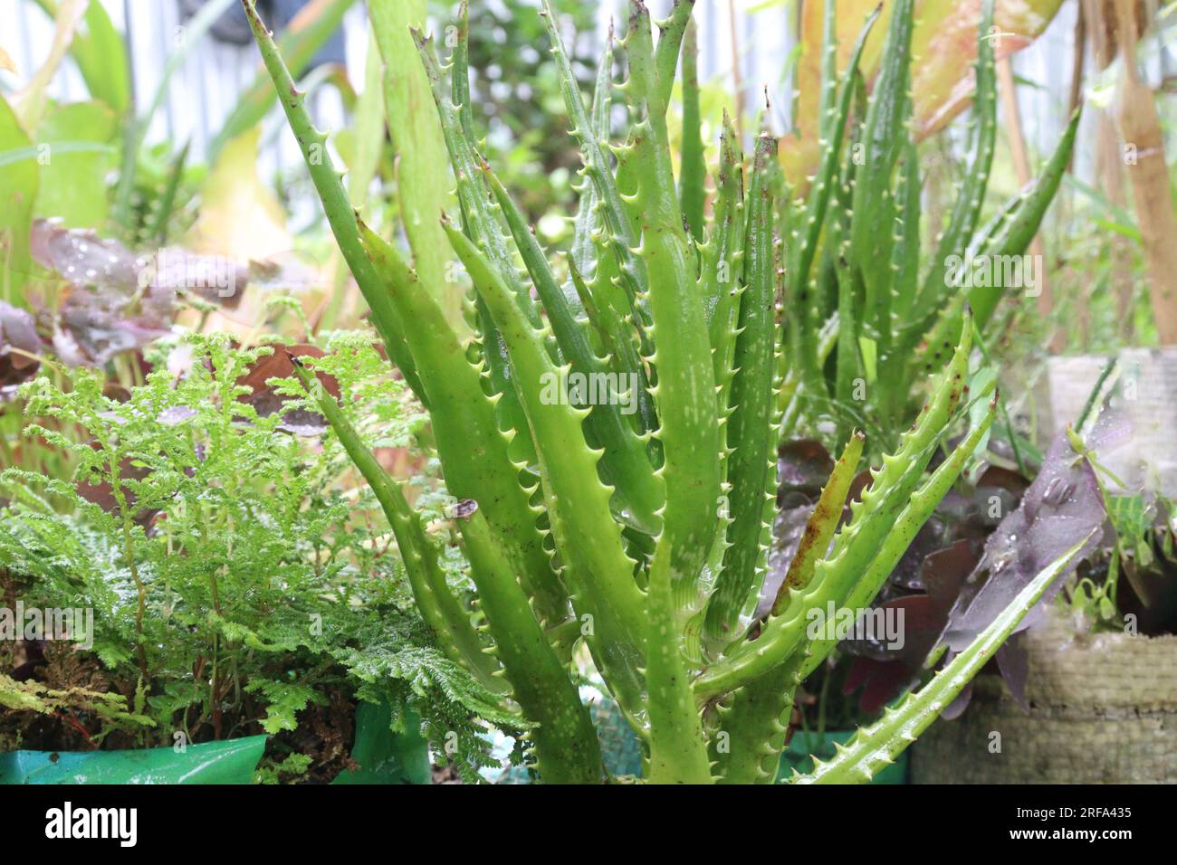 aloe vera leaf plant in pot on farm for harvest are cash crops Stock ...