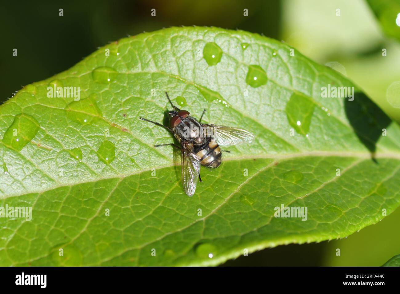 Closeup of male fly Stomorhina lunata, family Rhiniidae, formely Blow ...