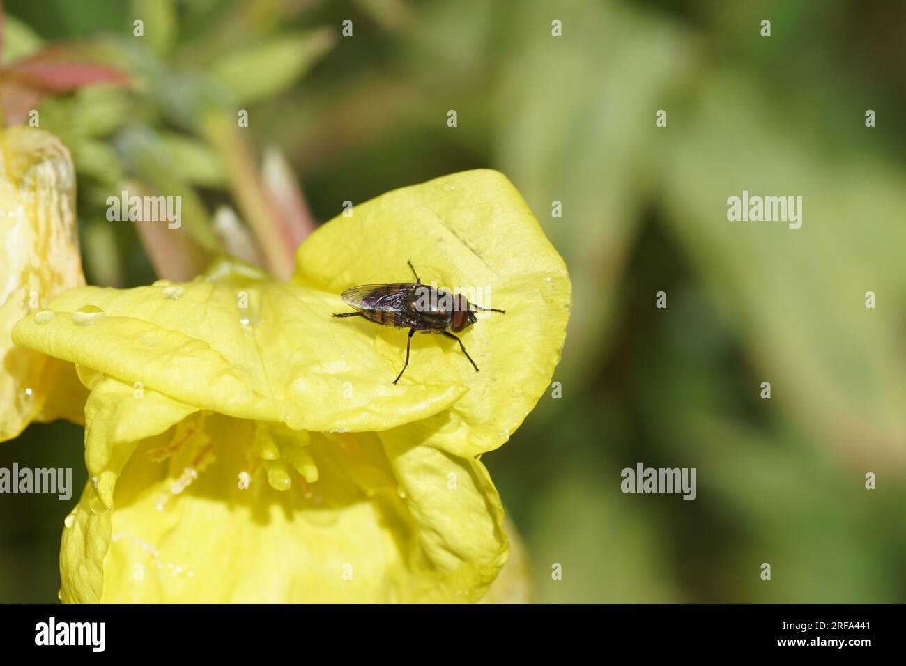 Male fly Stomorhina lunata, family Rhiniidae formely Blow-flies ...