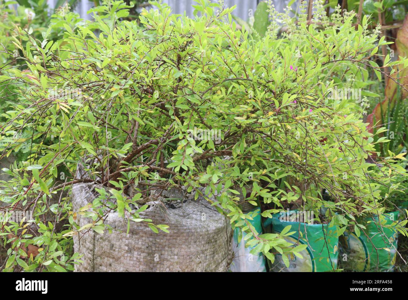 Bantigue tree hi-res stock photography and images - Alamy