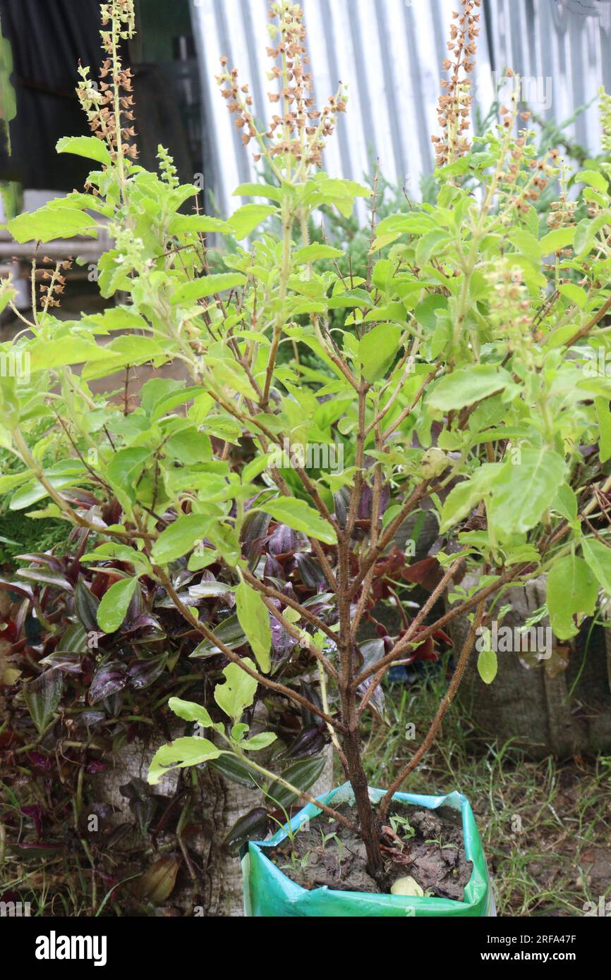 Ocimum tenuiflorum tree plant also called tulsi on farm for harvest are ...