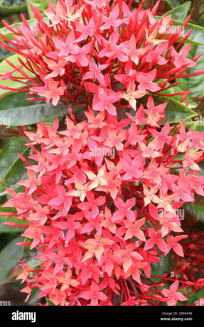 Chinese ixora hi-res stock photography and images - Alamy