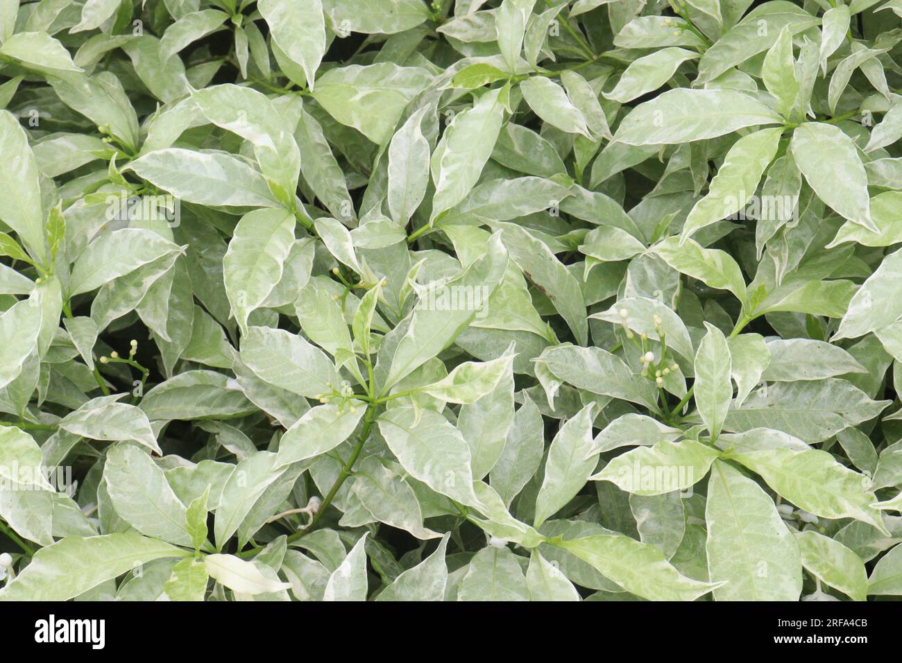 Jelutong Badak also called tagar flower plant on farm for harvest Stock ...