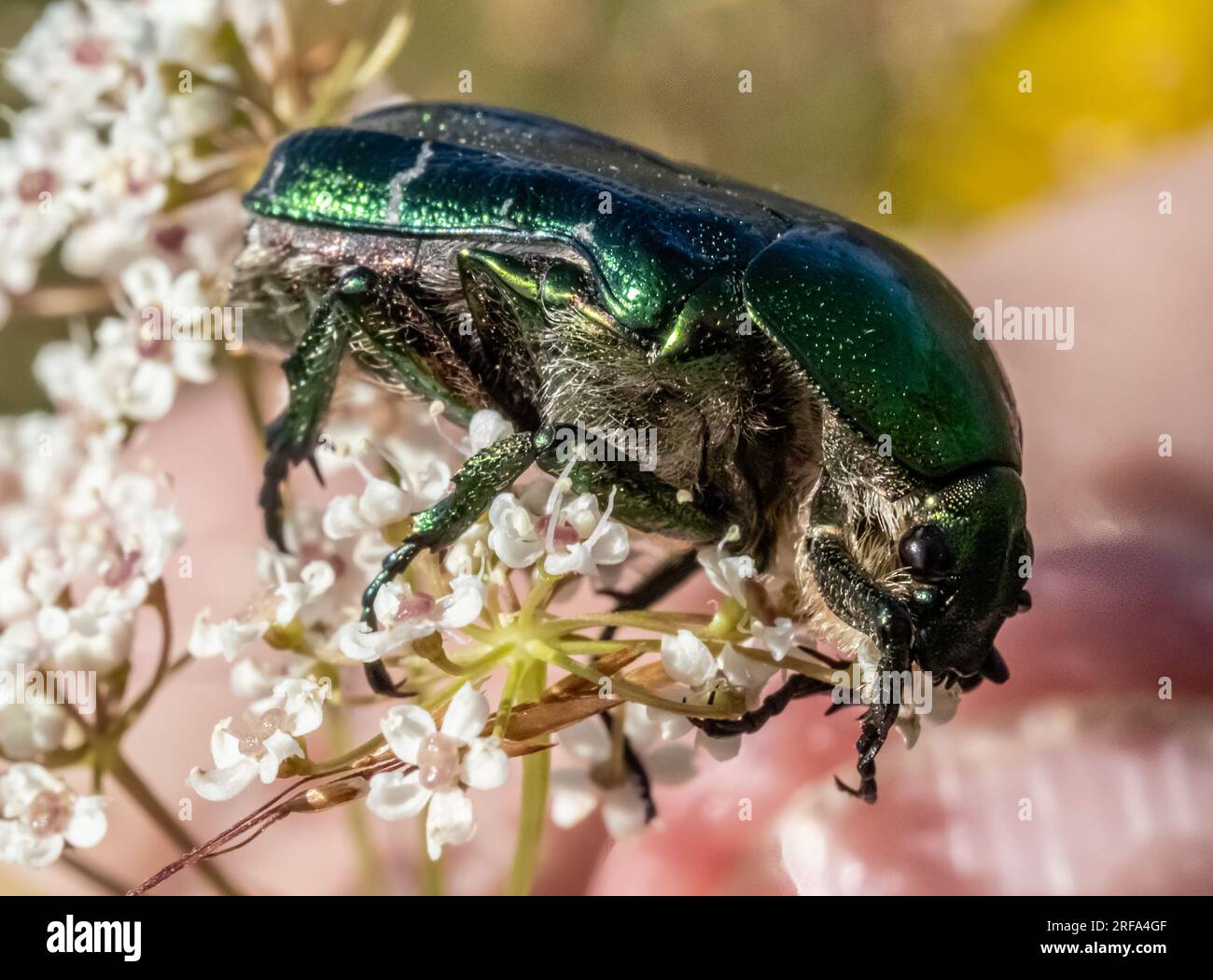 Cetonia aurata large green beetle hi-res stock photography and images ...