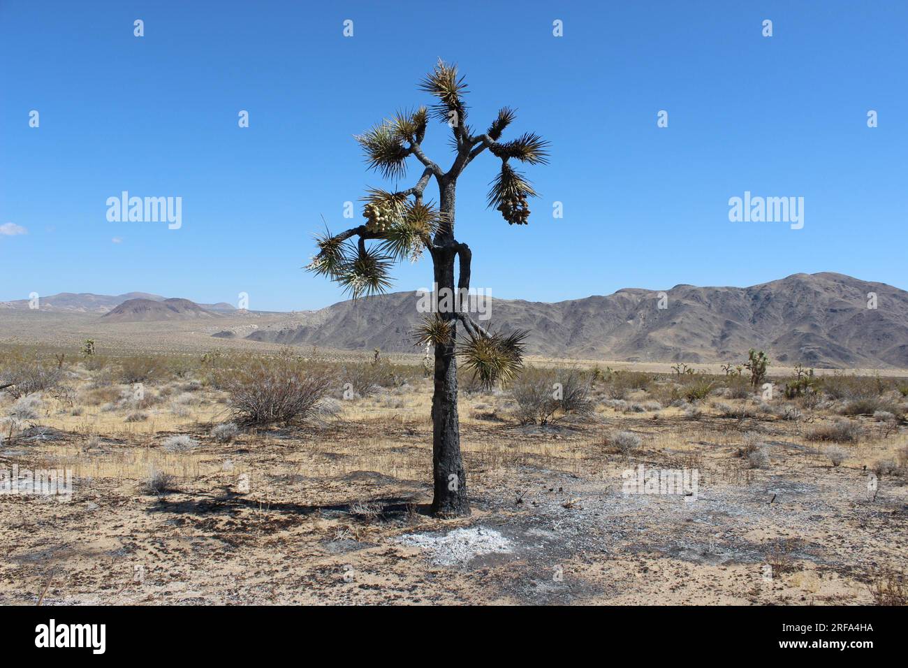 Climate change in joshua tree hi-res stock photography and images - Alamy