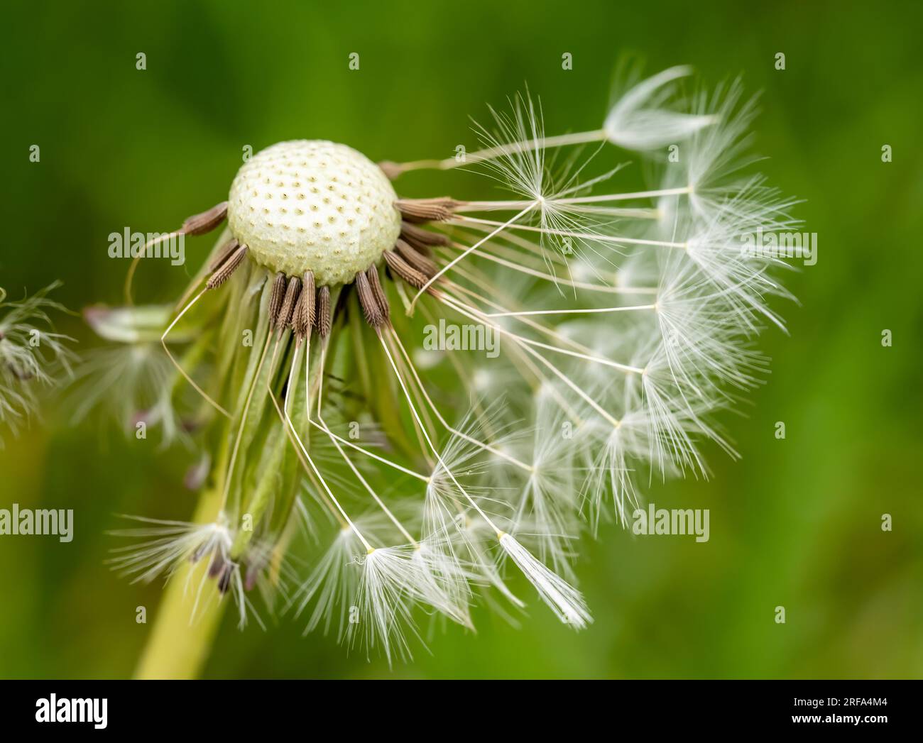 Macro photography with an old dandelion Stock Photo - Alamy