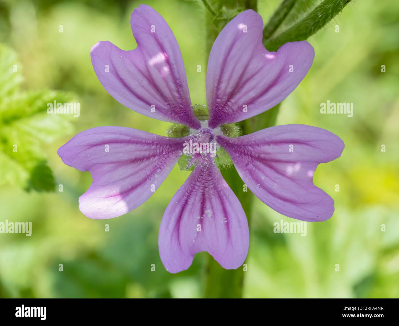 Close-up with wilde Malve ( malva sylvestris ), a medicinal plant ...