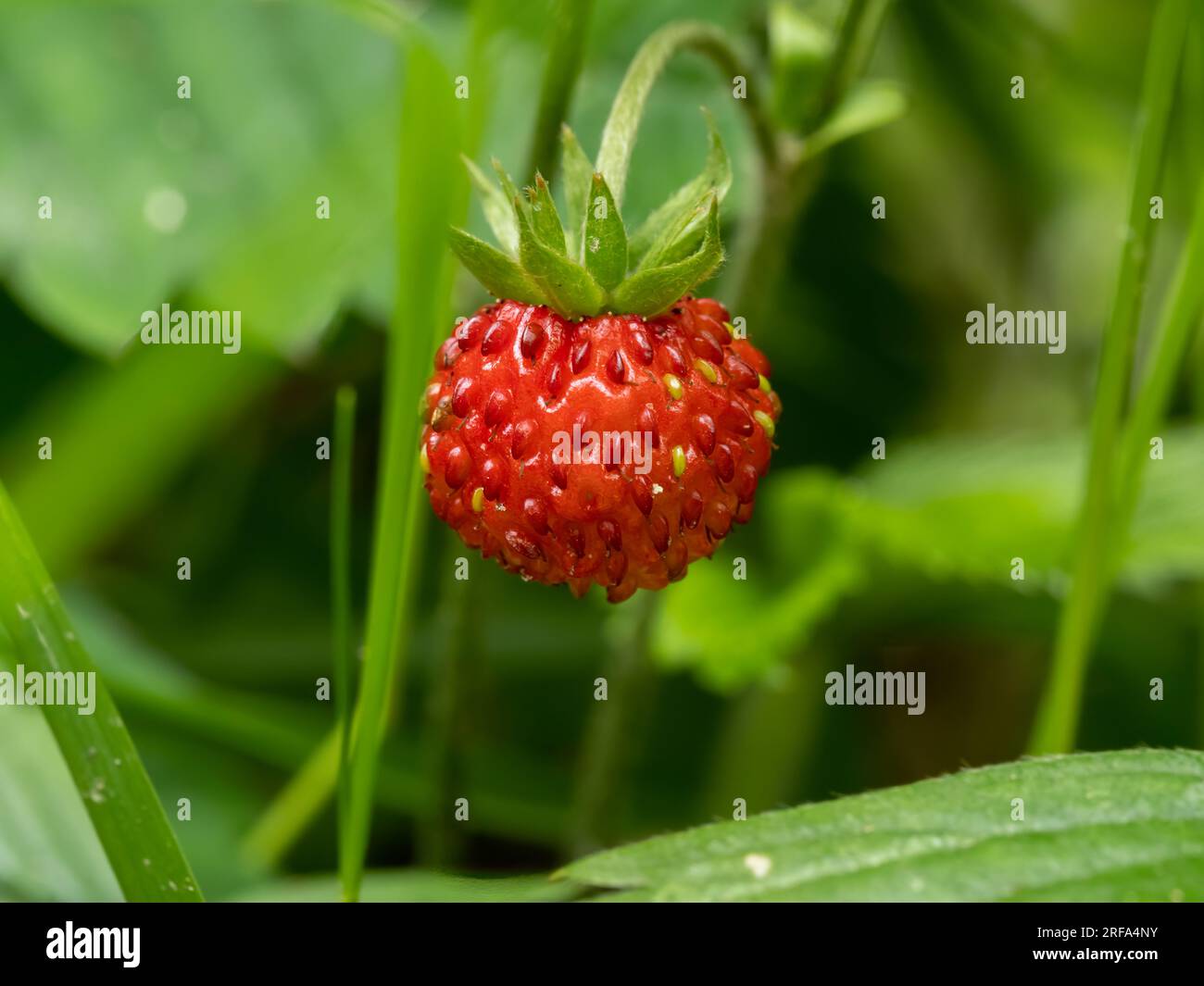 Macro photography of wild strawberries in their natural environment ...