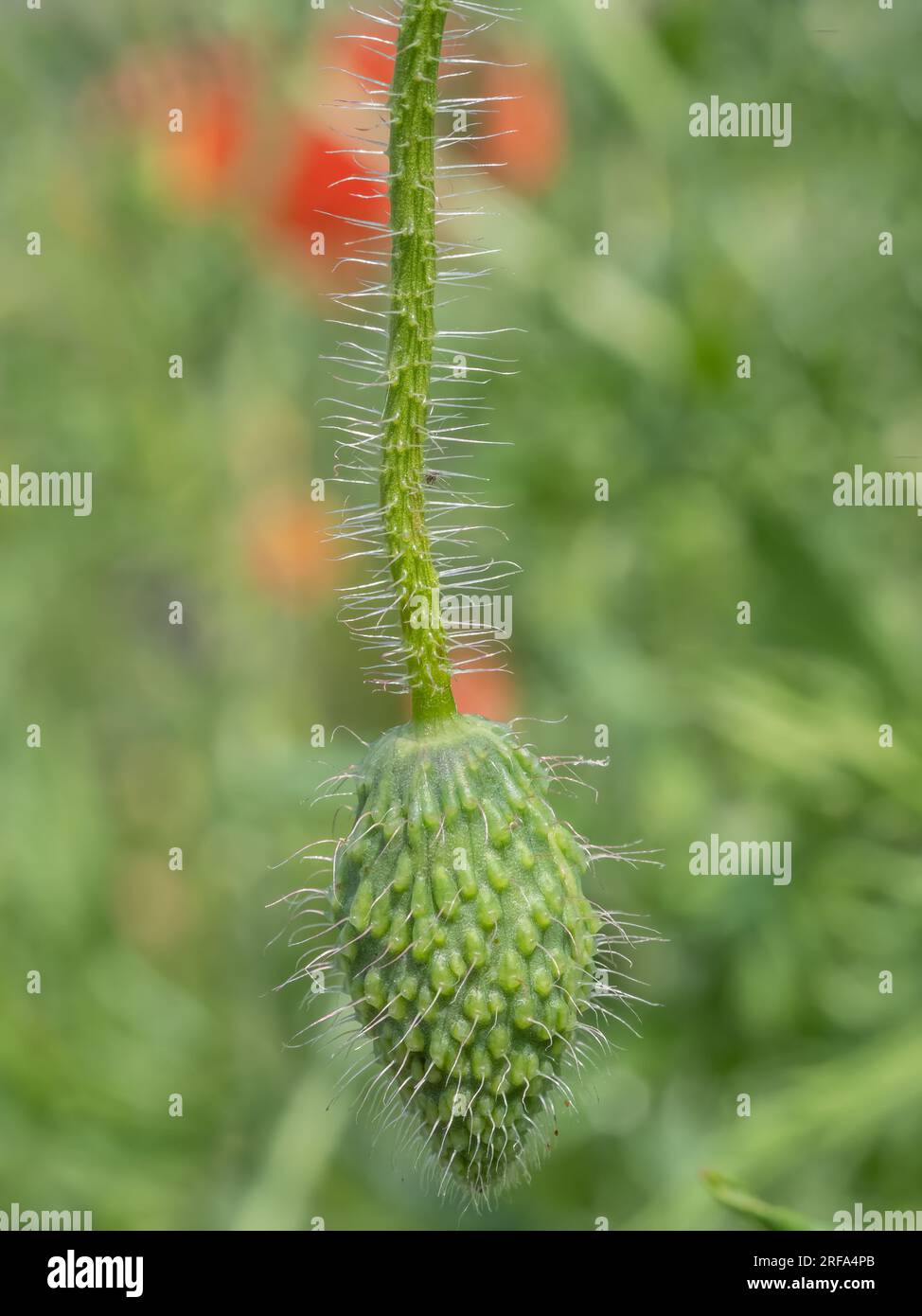 Macro photography with poppy bud details Stock Photo - Alamy