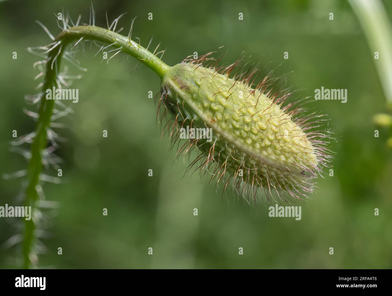 Macro photography with poppy bud details Stock Photo - Alamy