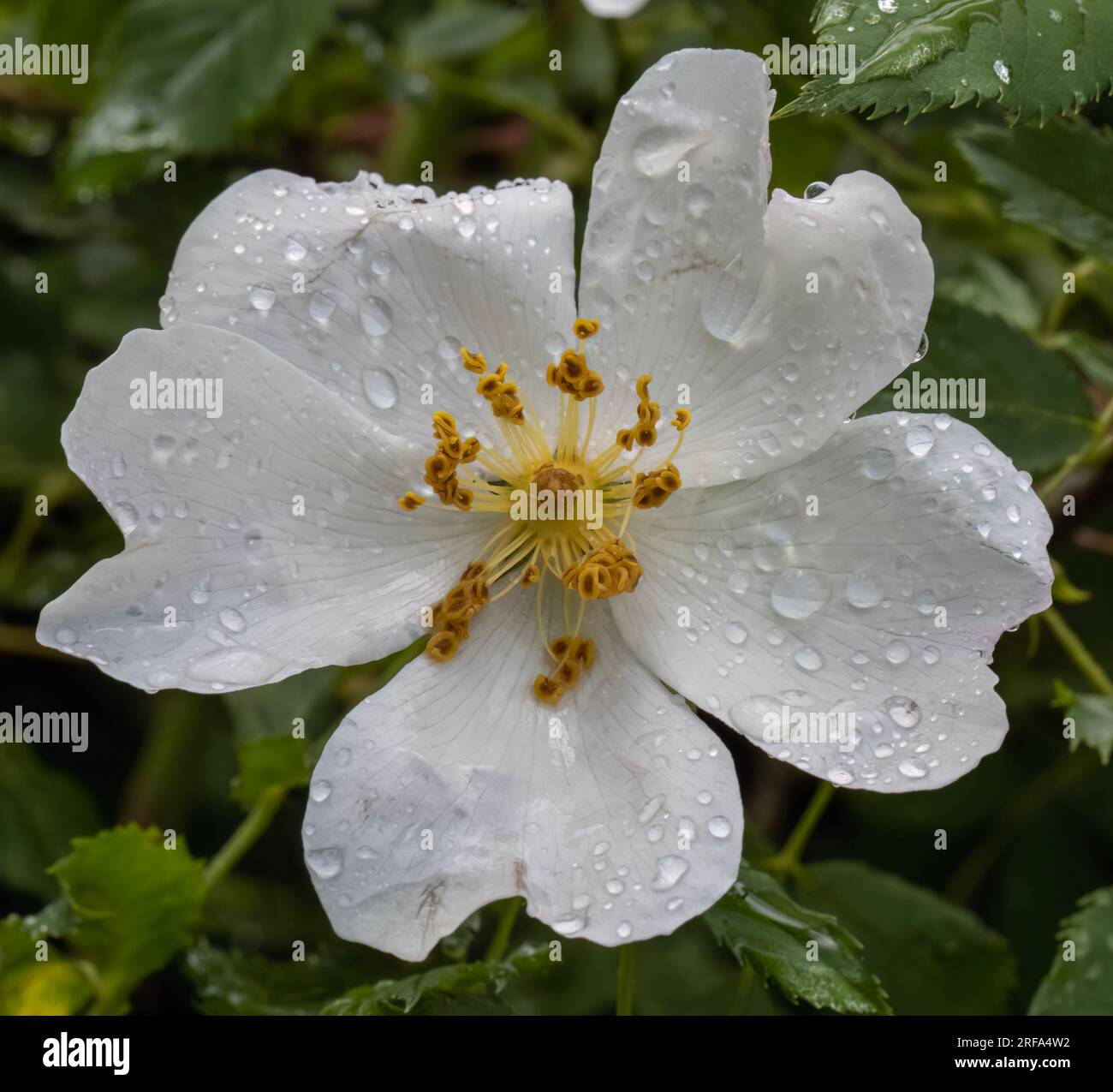 Closeup briar rose white flower hi-res stock photography and images - Alamy