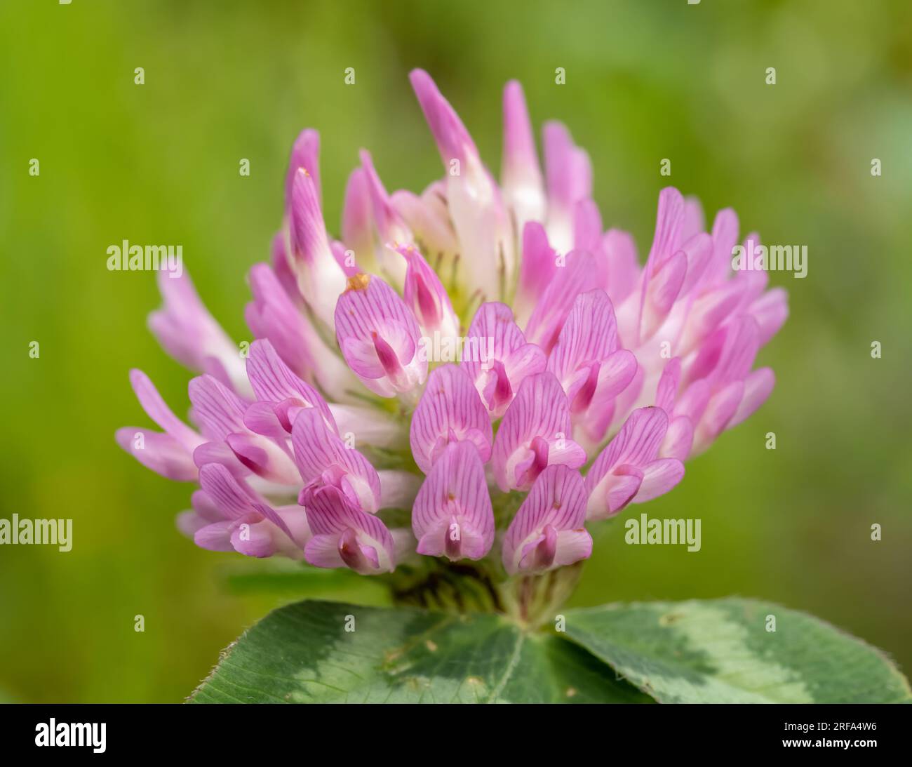 Red clover botanical hi-res stock photography and images - Alamy