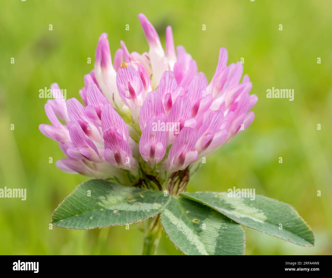 Red clover flower hi-res stock photography and images - Alamy