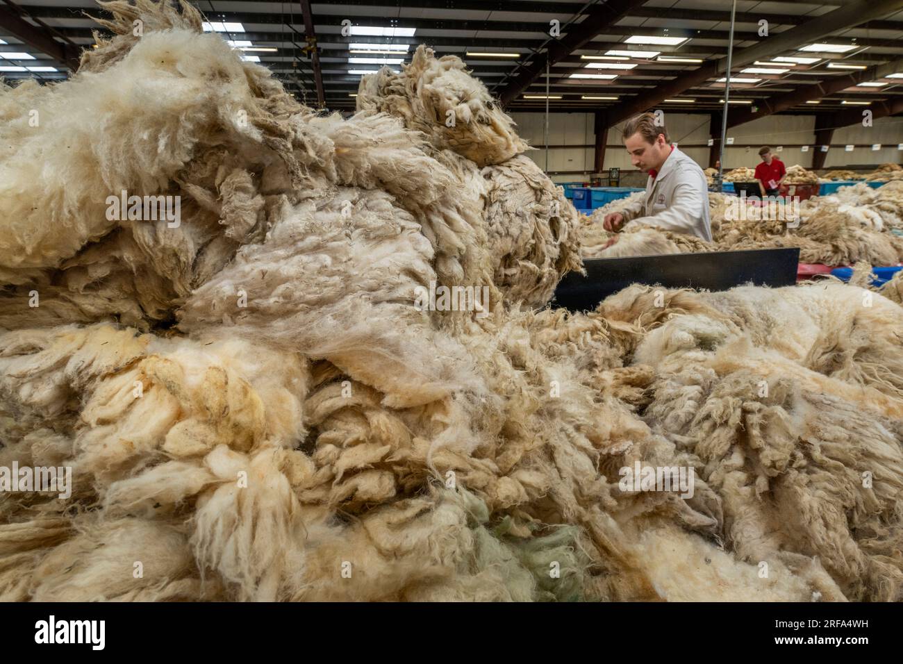 1st August 2023 Selkirk, Scottish Borders. Scotland. Image shows ...