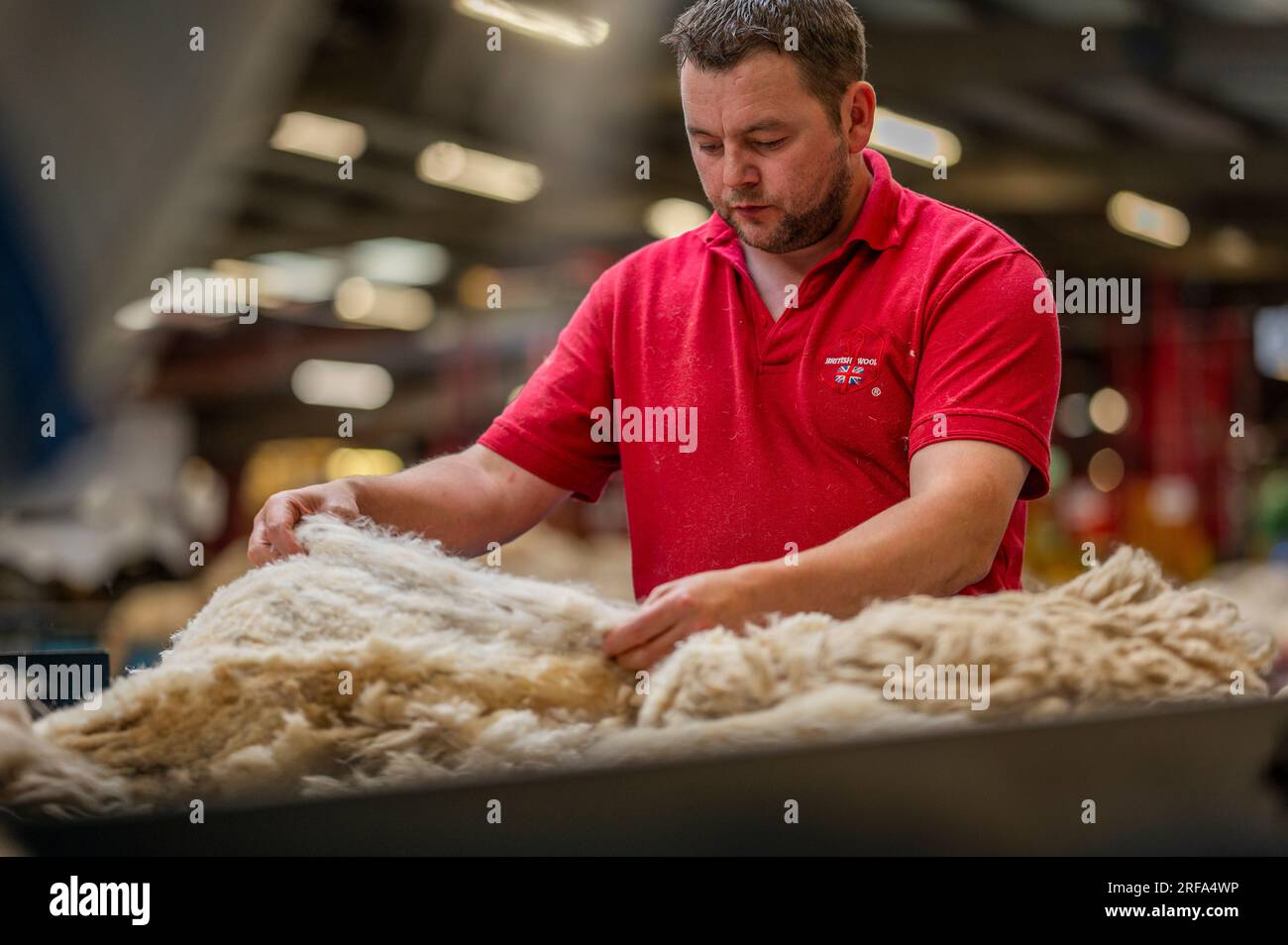 1st August 2023 Selkirk, Scottish Borders. Scotland. Image shows wool ...
