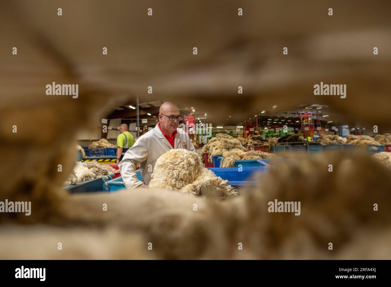 1st August 2023 Selkirk, Scottish Borders. Scotland. British Wool are ...