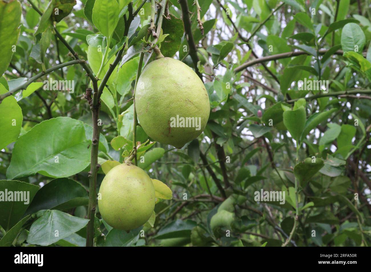 Lemon tree engraving hi-res stock photography and images - Alamy