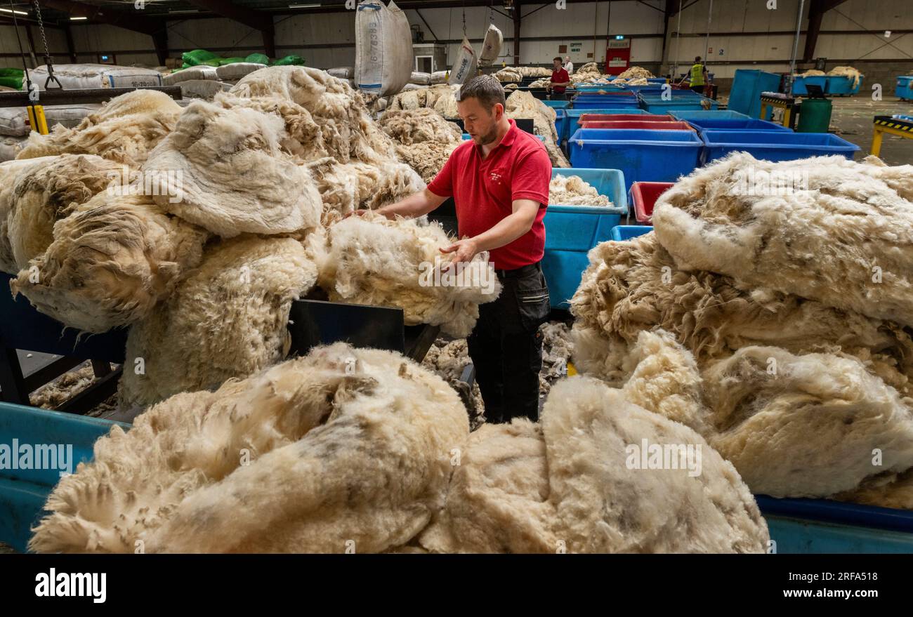 1st August 2023 Selkirk, Scottish Borders. Scotland. British Wool are ...