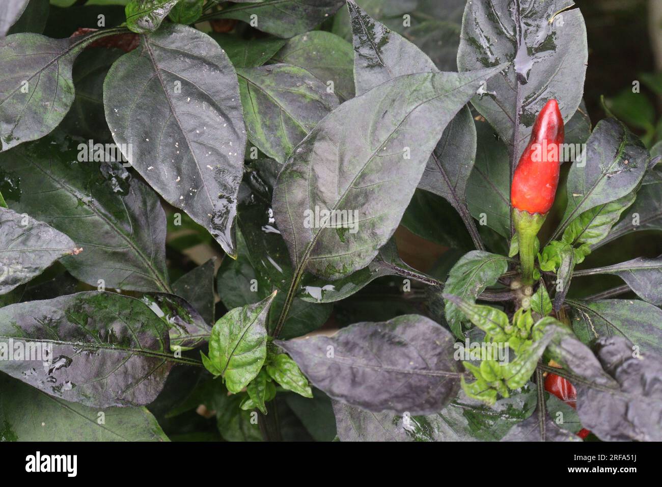 chili pepper on tree in farm for harvest are cash crops Stock Photo - Alamy
