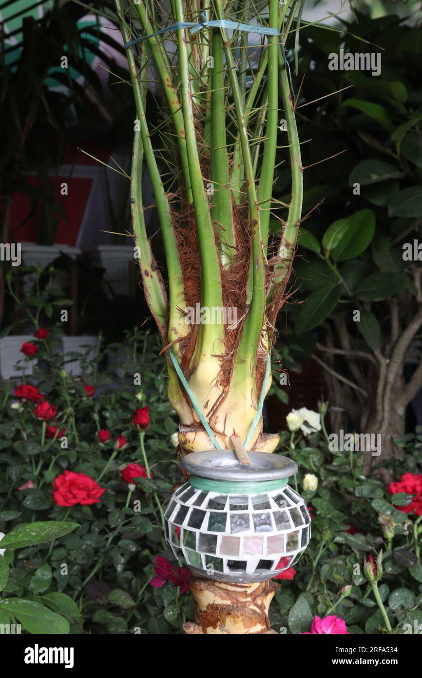 Date palm work hi-res stock photography and images - Alamy