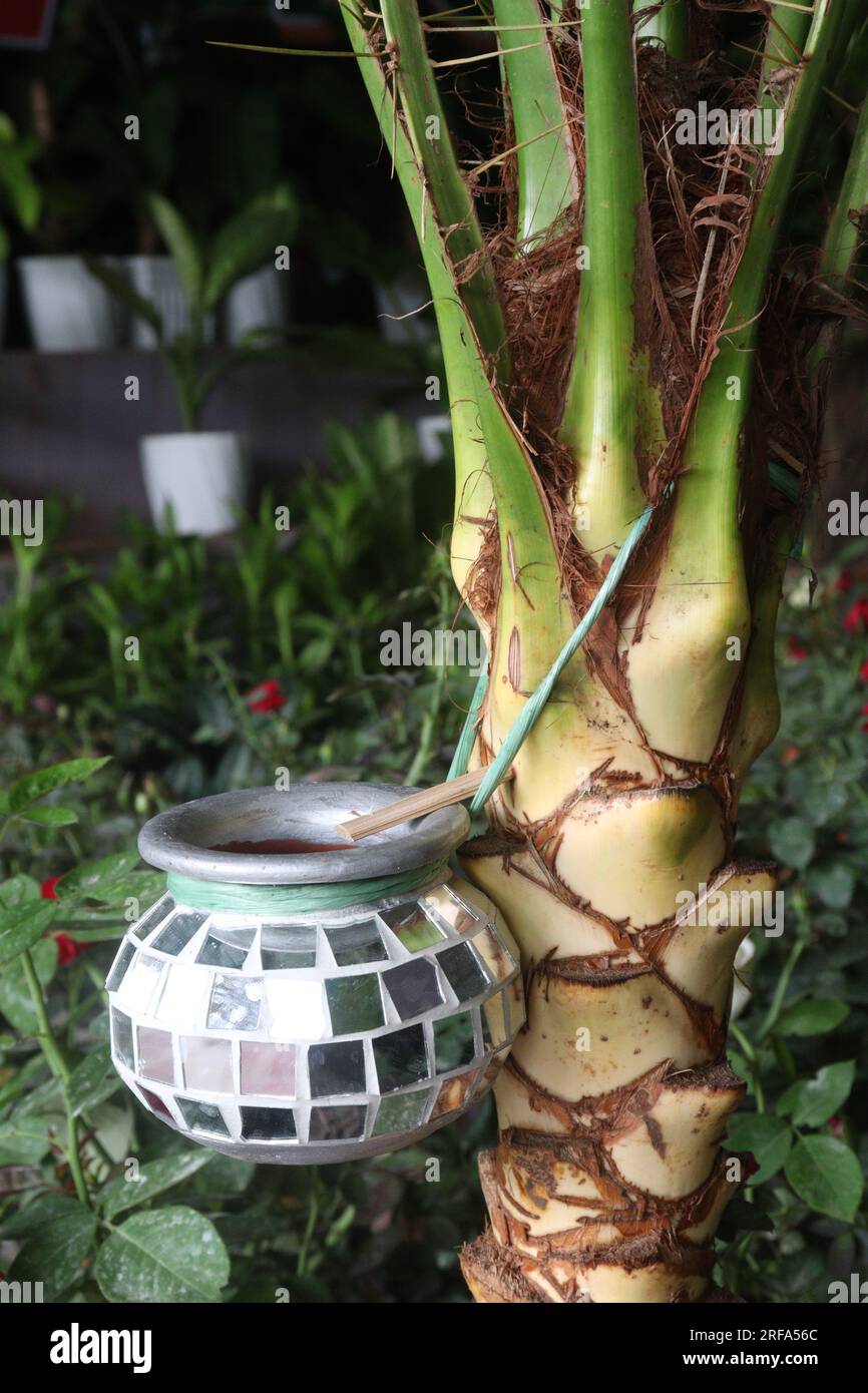 washingtonia palm tree on farm for harvest are cash crops Stock Photo ...