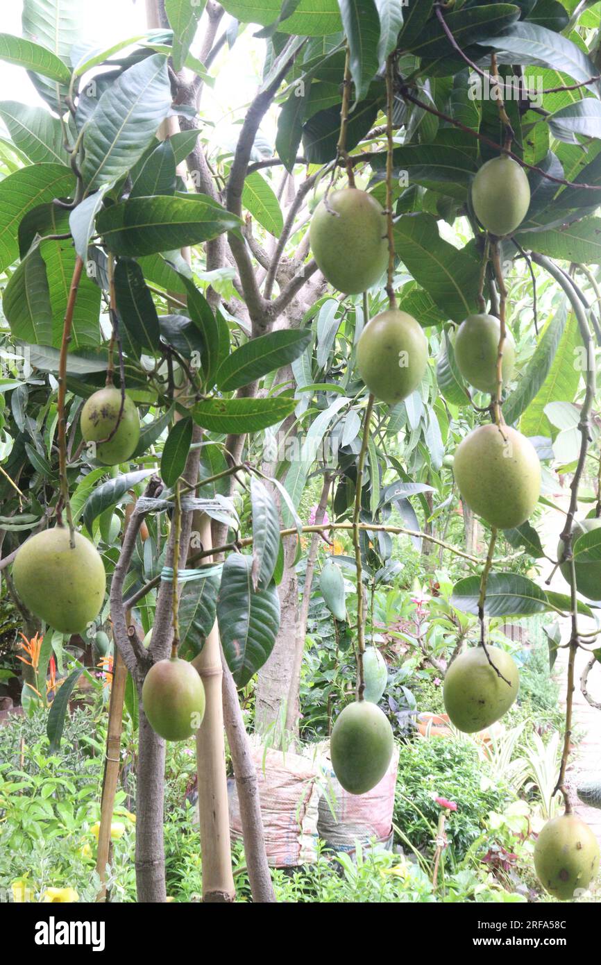 Mango crops hi-res stock photography and images - Alamy