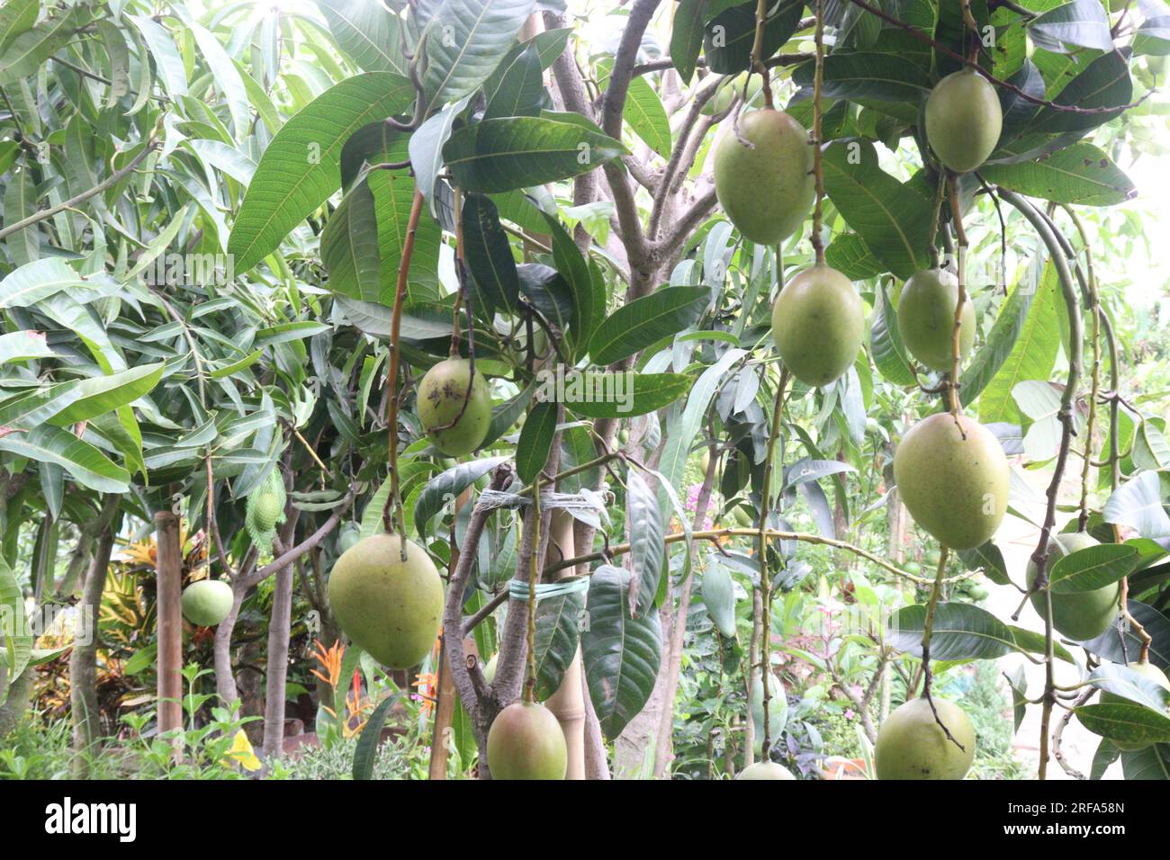 Red ivory mango hi-res stock photography and images - Alamy