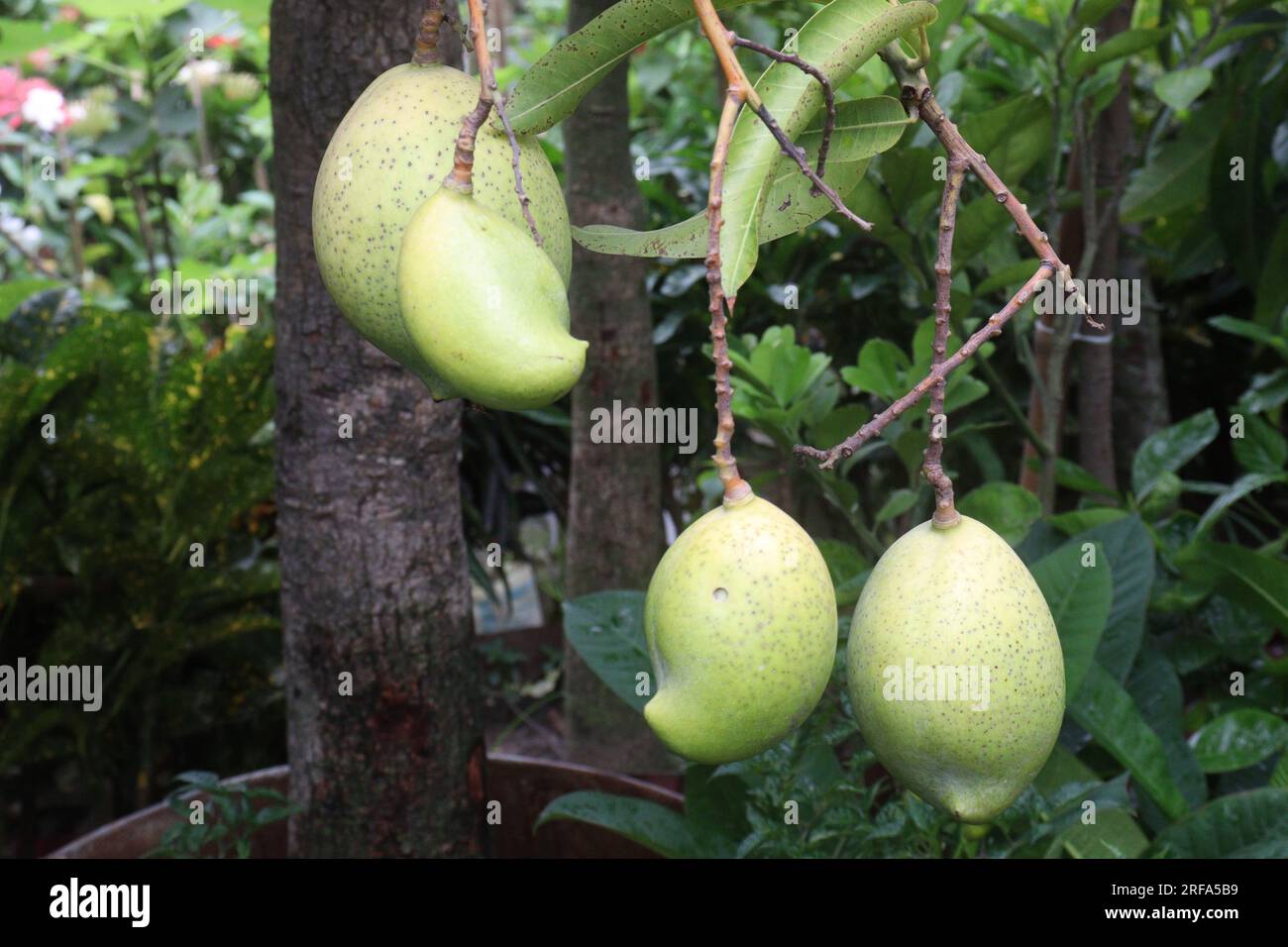 tasty and ripe mango on tree in farm for harvest are cash crops Stock ...