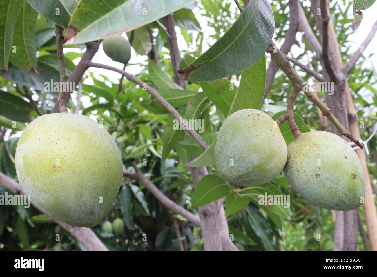 tasty and ripe mango on tree in farm for harvest are cash crops Stock ...